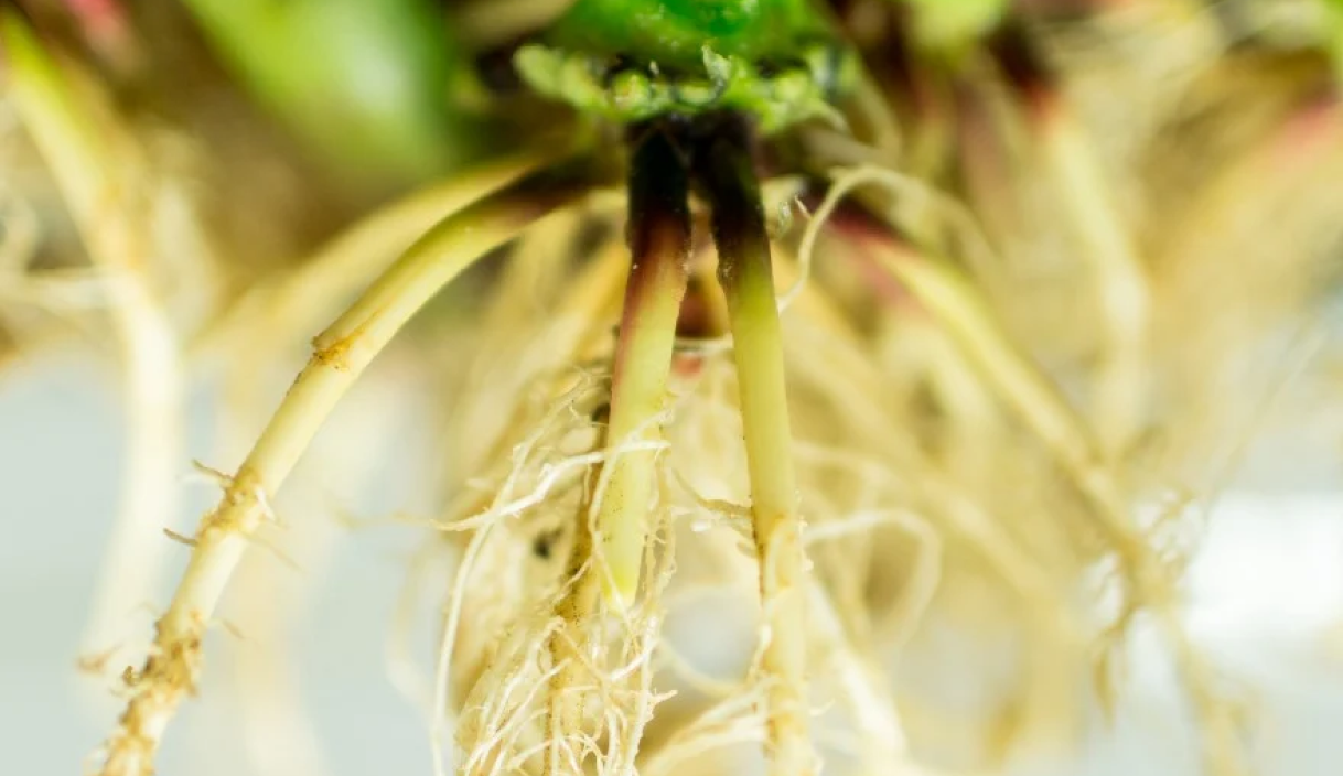 The Science Behind Pivot Bio PROVEN®