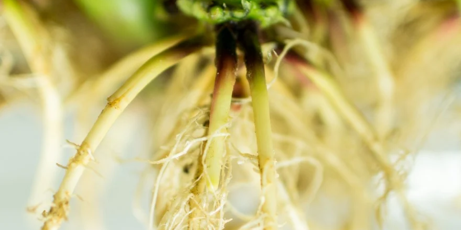 Pivot Bio Launches Nitrogen-producing Microbes To Improve Crop Nutrition