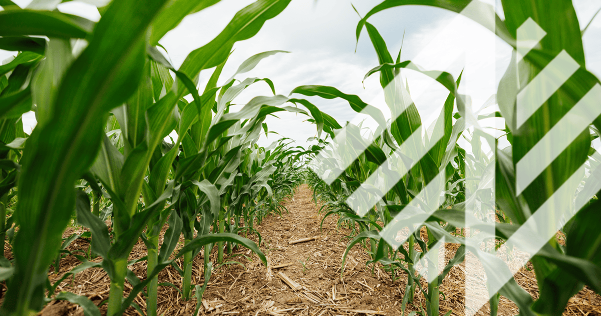 Transforming Agriculture Through Future-Positive Nitrogen Management
