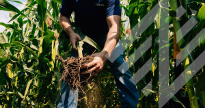 ISU Researchers Measure Efficiency of Pivot Bio PROVEN® 40