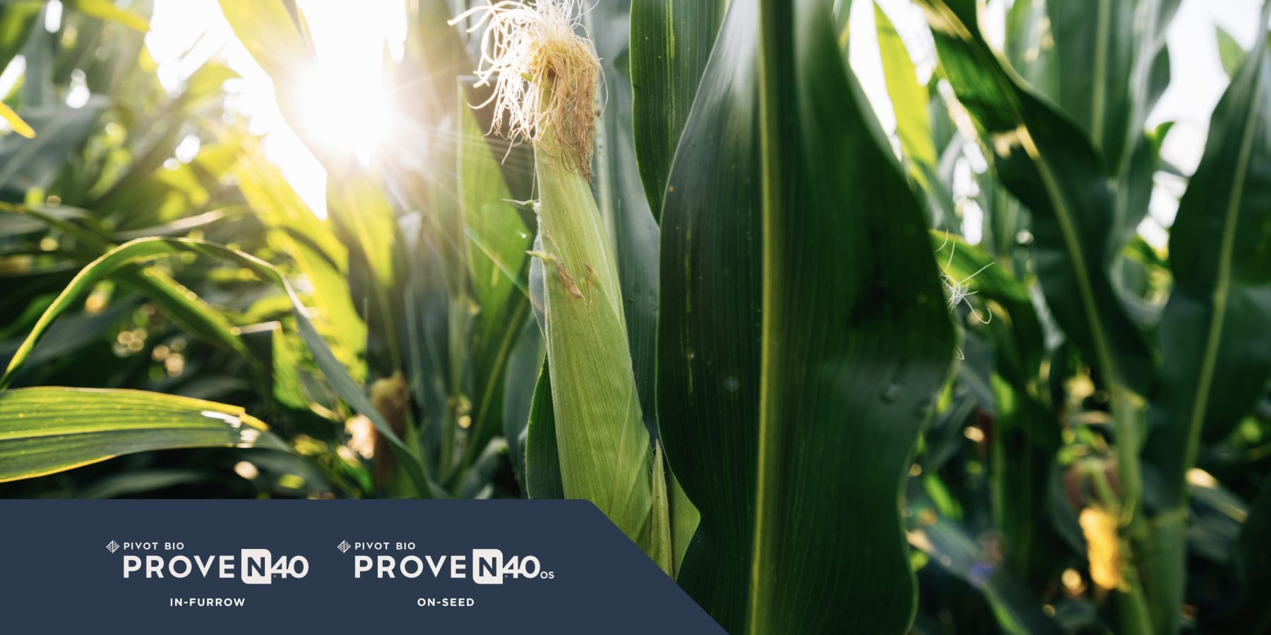 Pivot Bio PROVEN 40 | A microbial fertilizer for Corn