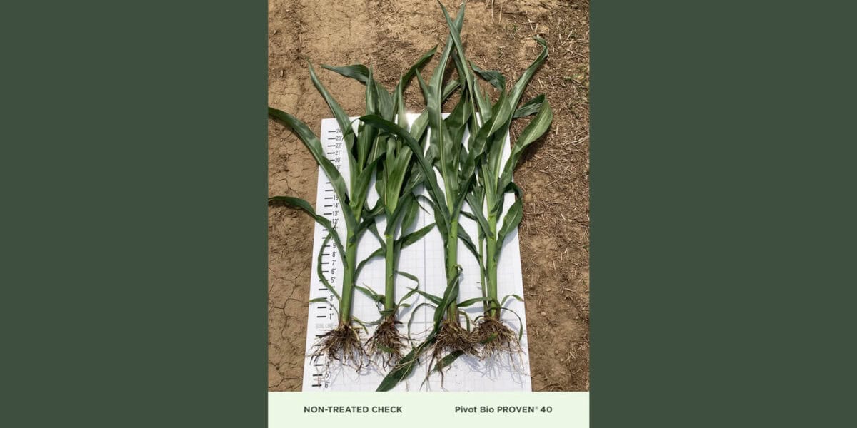 Pivot Bio In-Plant Nitrogen Study | Pivot Bio