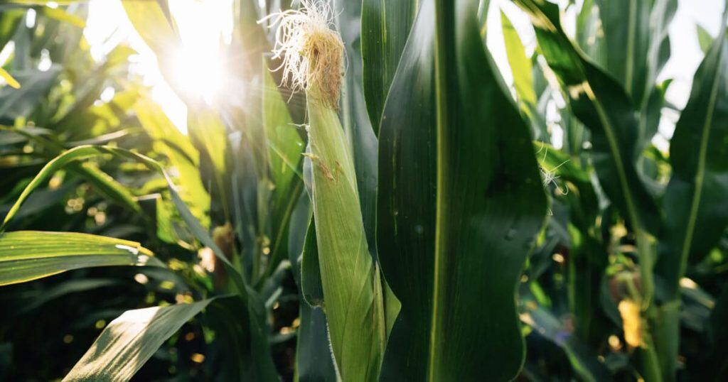 Pivot Bio PROVEN 40 | A microbial fertilizer for Corn Silage