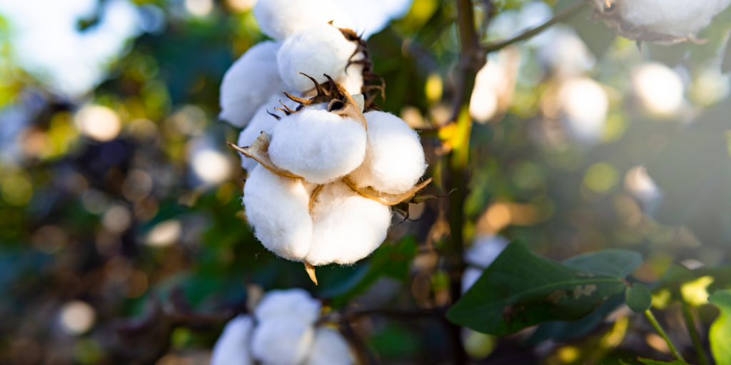 For Cotton | Pivot Bio