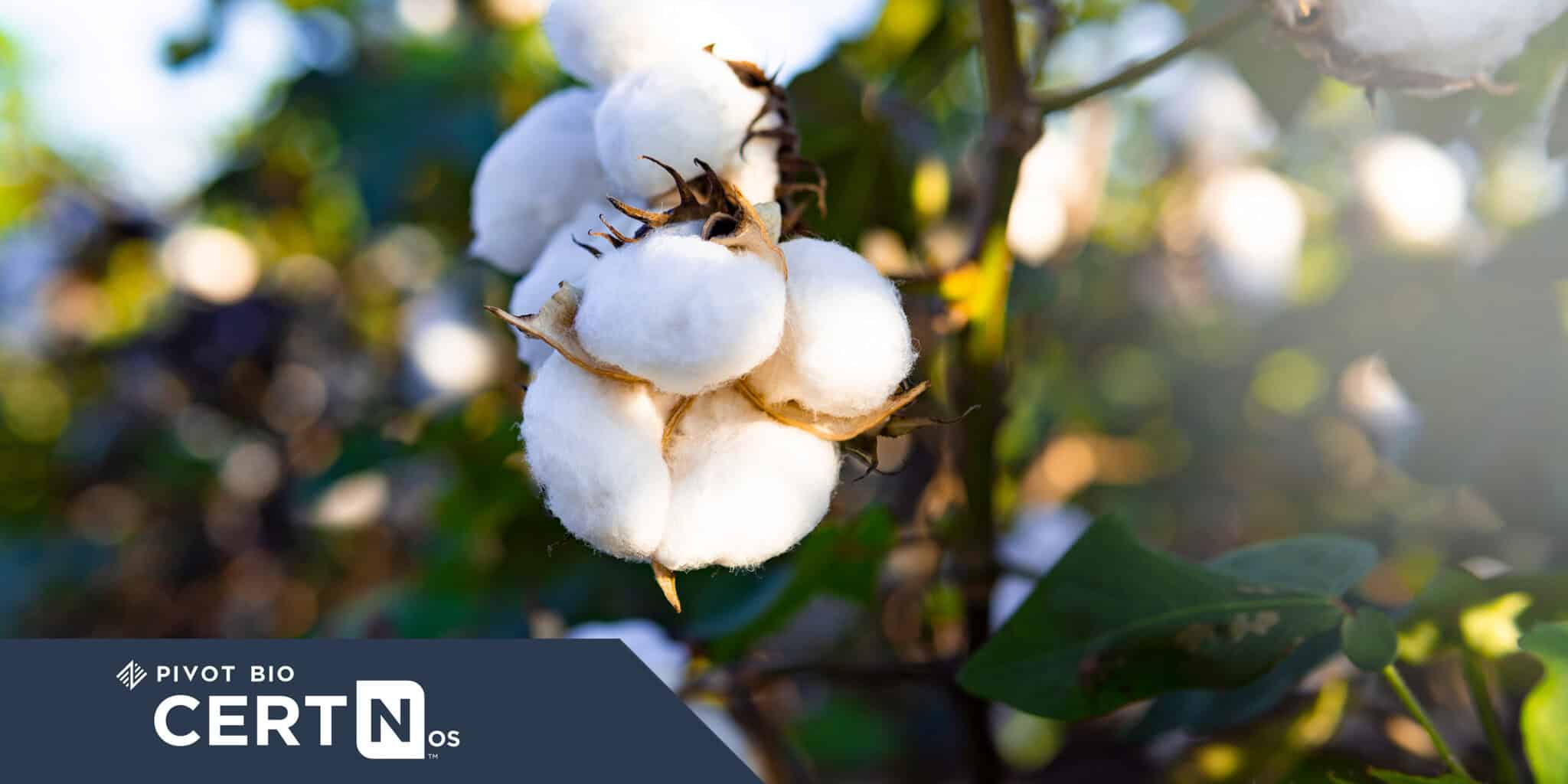For Cotton | Pivot Bio